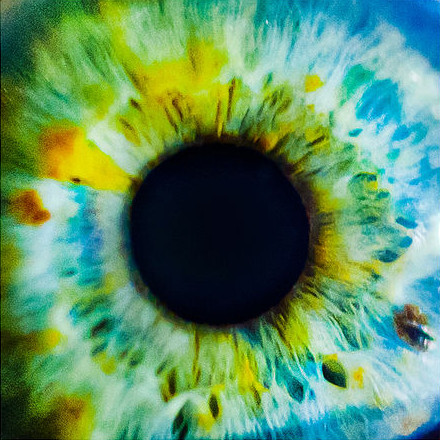 Role for visual experience in the development of direction-selective ...